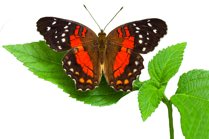 Comentum | Custom Web Application Development | Custom Database ...